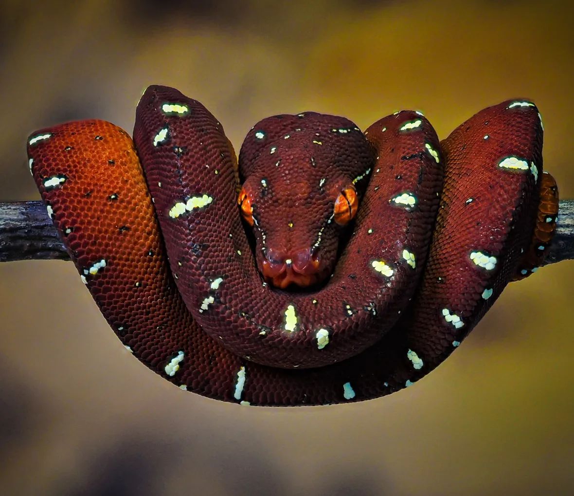 The Arboreal Animals… – The Blind Man Society